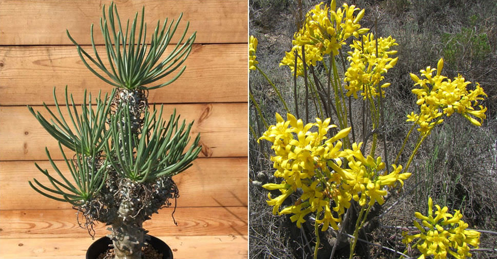 Tylecodon cacalioides (Sulphur Butterbush) - World of Succulents