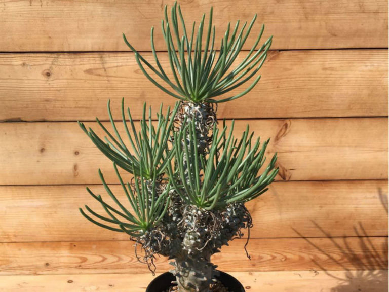 Tylecodon cacalioides (Sulphur Butterbush) - World of Succulents
