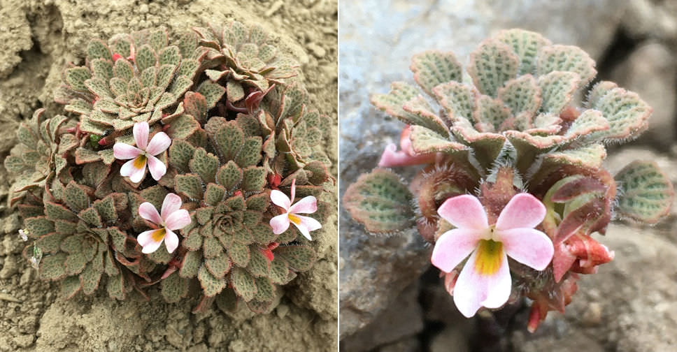 Viola philippii - World of Succulents