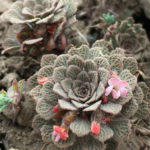 Viola philippii - World of Succulents