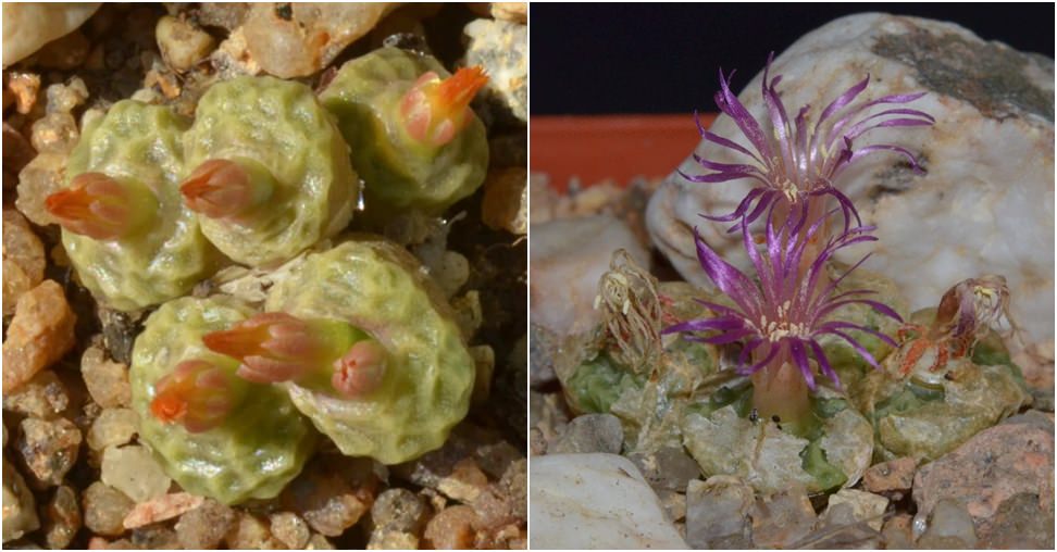 Conophytum angelicae - World of Succulents