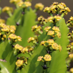 Euphorbia antiquorum (Antique Spurge)