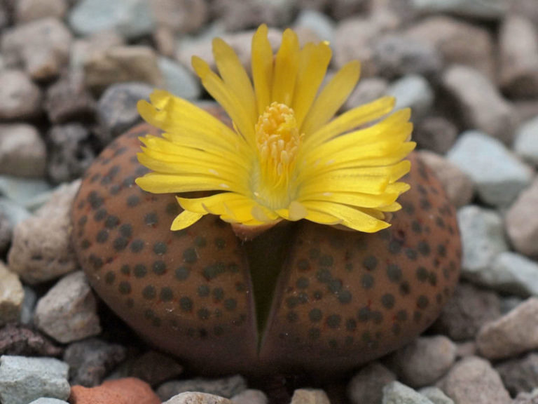 Lithops fulviceps (Yellow Living Stones) - World of Succulents
