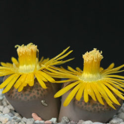 Lithops fulviceps (Yellow Living Stones) - World of Succulents