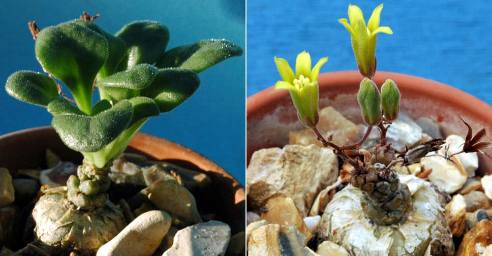 Tylecodon cordiformis - World of Succulents