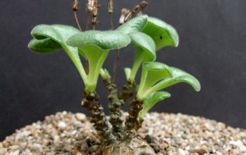 World of Succulents | A prime destination for succulent lovers