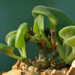 Tylecodon cordiformis - World of Succulents