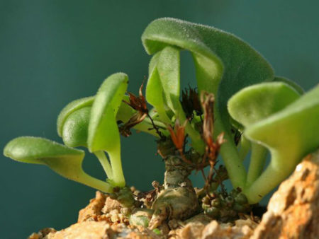 Tylecodon cordiformis - World of Succulents