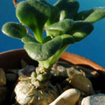 Tylecodon cordiformis - World of Succulents