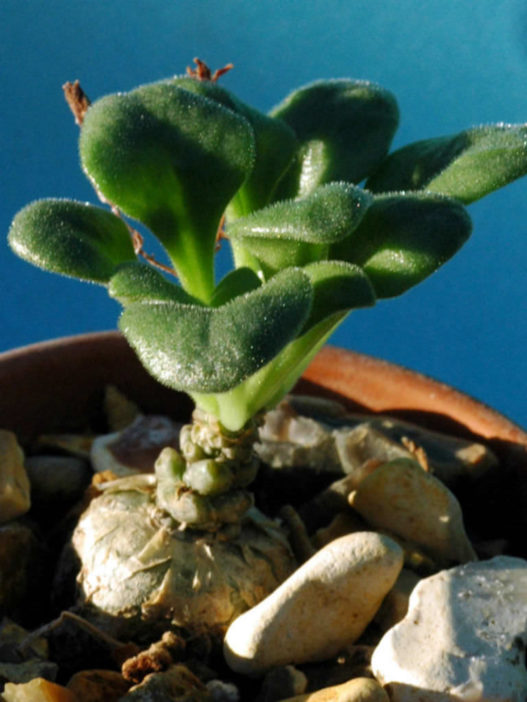 Tylecodon cordiformis - World of Succulents
