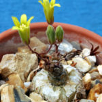 Tylecodon cordiformis - World of Succulents