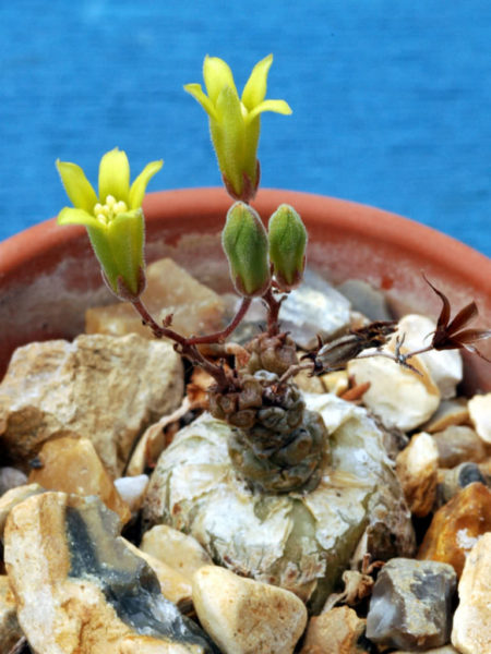 Tylecodon cordiformis - World of Succulents