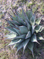 Agave applanata (Gray Agave) - World of Succulents