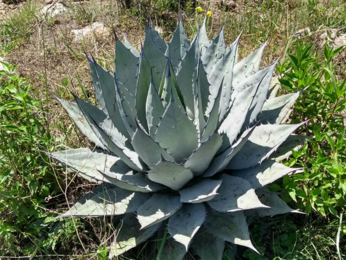Agave applanata (Gray Agave) - World of Succulents