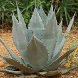 Agave applanata (Gray Agave) - World of Succulents