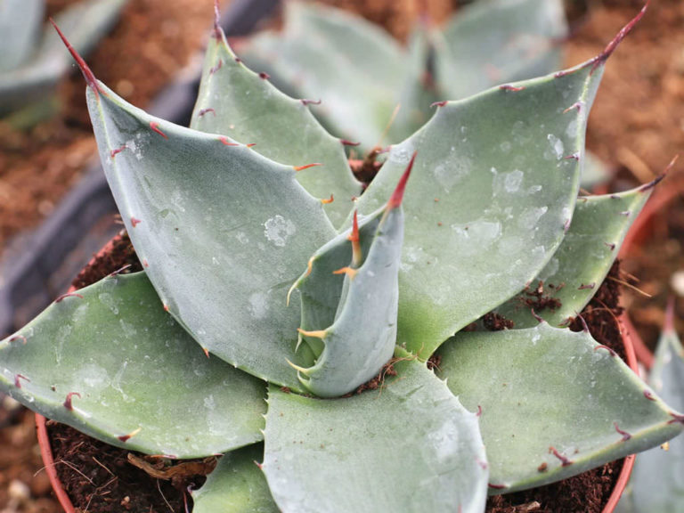 Agave applanata (Gray Agave) - World of Succulents