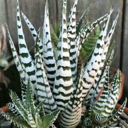 Haworthiopsis attenuata 'Super Zebra' - World of Succulents