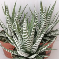 Haworthiopsis attenuata 'Super Zebra' - World of Succulents