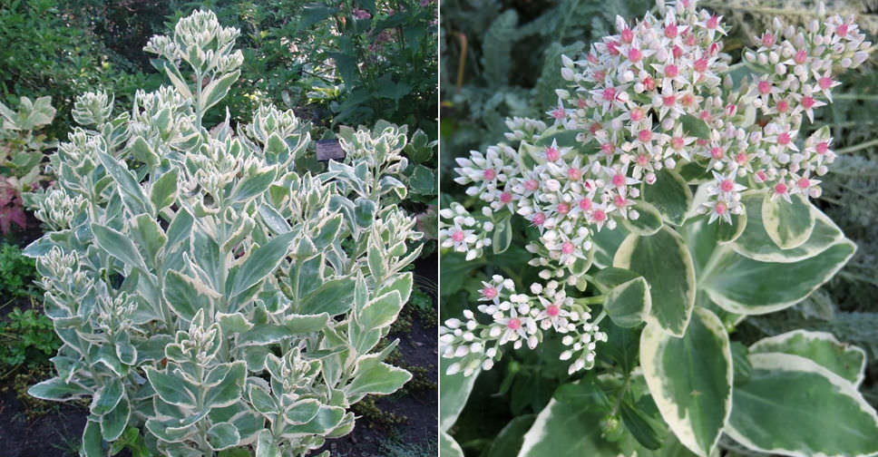 Hylotelephium erythrostictum 'Frosty Morn' - World of Succulents