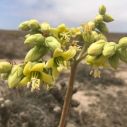 Tylecodon wallichii (Pegleg Butterbush) - World of Succulents