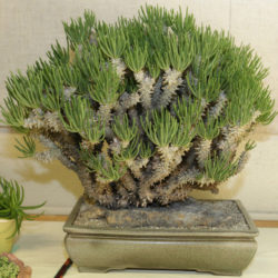 Tylecodon wallichii (Pegleg Butterbush) - World of Succulents