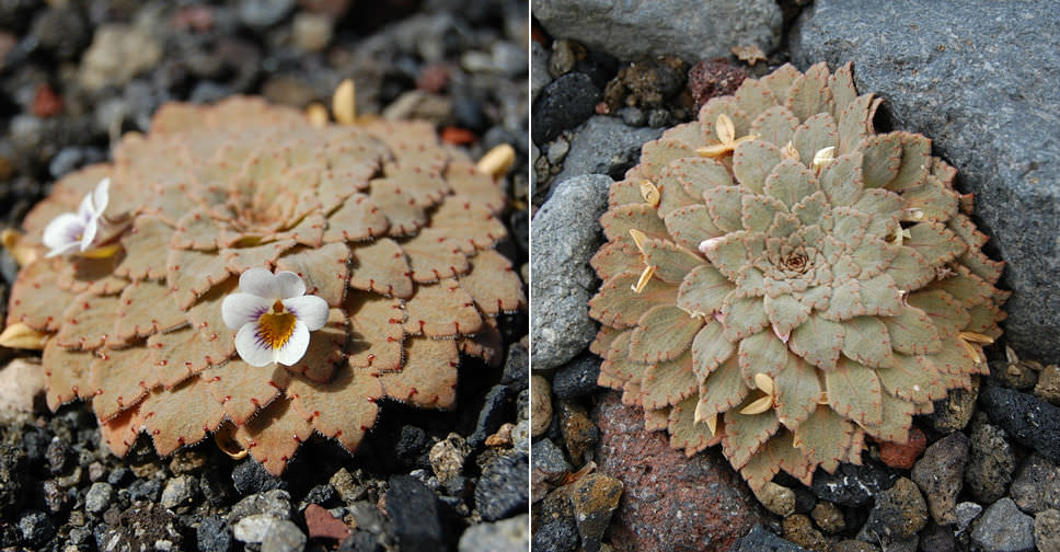 Viola farkasiana - World of Succulents