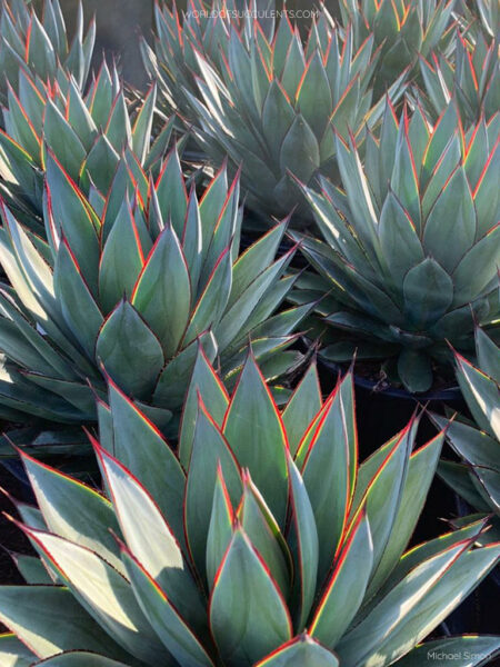 Agave 'Blue Glow' - World of Succulents