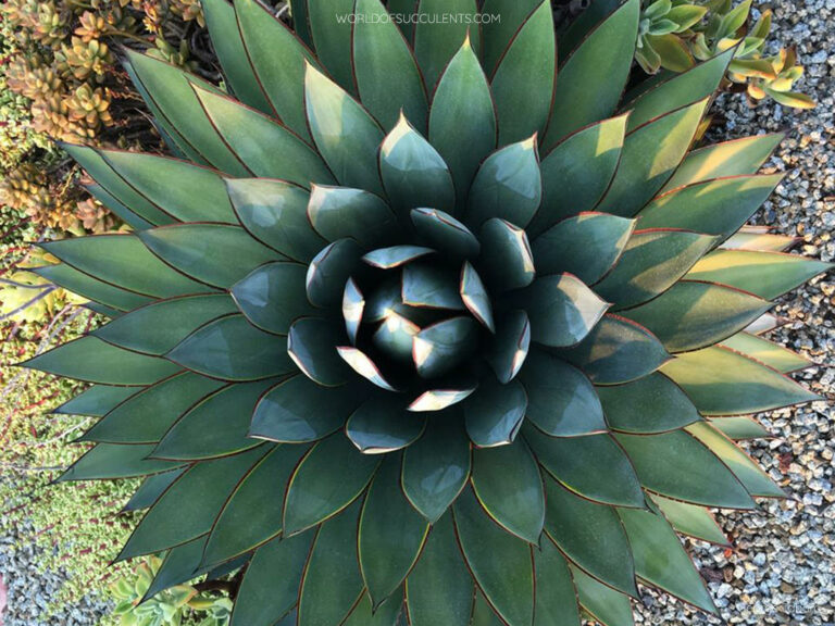 Agave 'Blue Glow' - World of Succulents