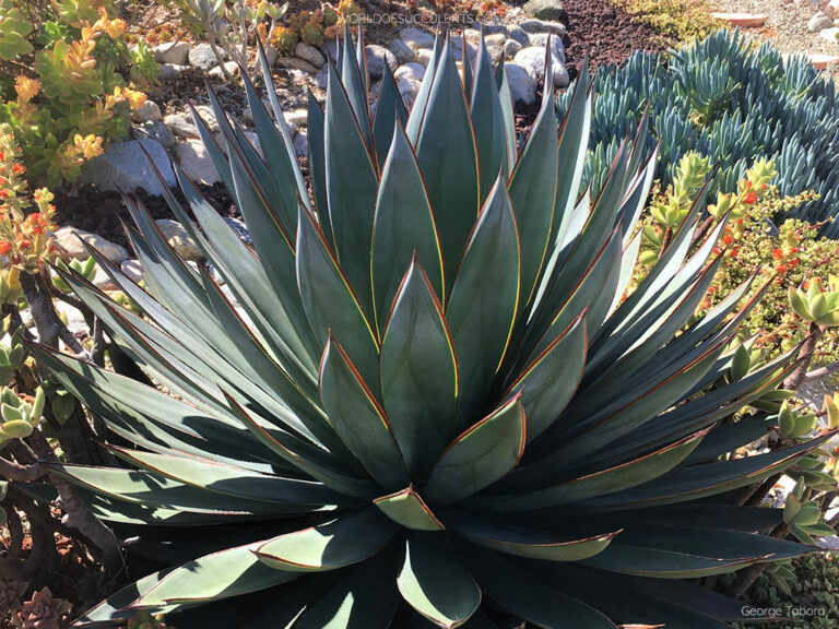 Agave 'Blue Glow' - World of Succulents