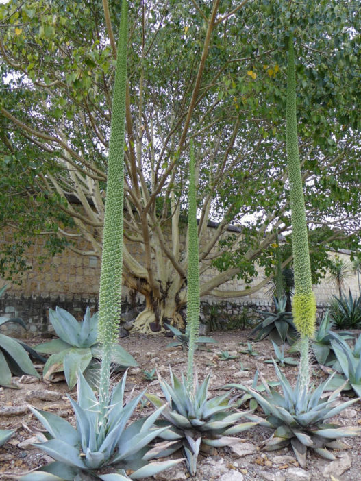 Agave guiengola (Dolphin Agave) - World of Succulents