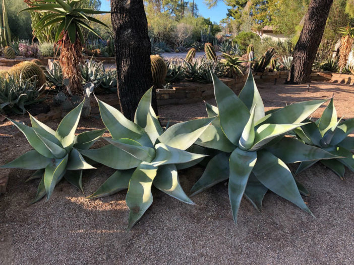 Agave guiengola (Dolphin Agave) - World of Succulents