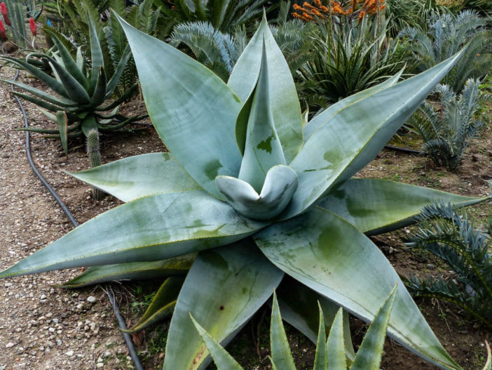Agave guiengola (Dolphin Agave) - World of Succulents