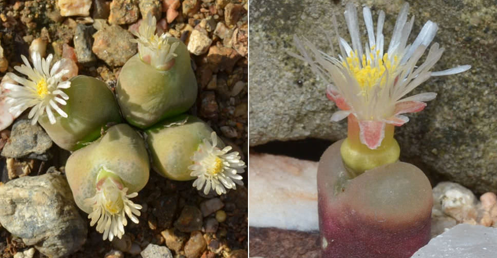 Conophytum maughanii - World of Succulents