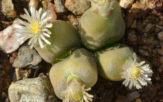 Conophytum | World of Succulents