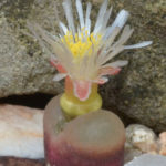 Conophytum maughanii - World of Succulents