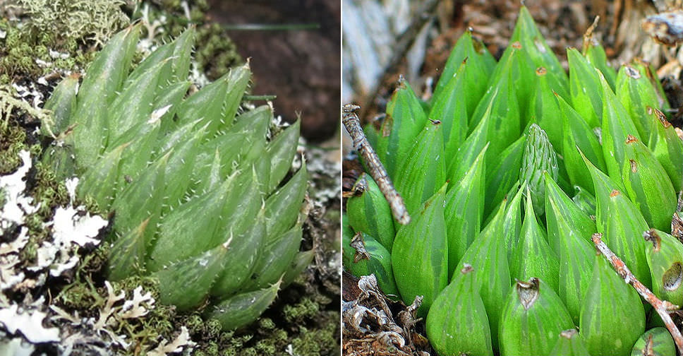 Haworthia mucronata (Glassrim Haworthia) - World of Succulents