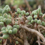 Tylecodon decipiens - World of Succulents