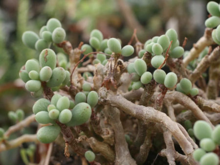Tylecodon decipiens - World of Succulents