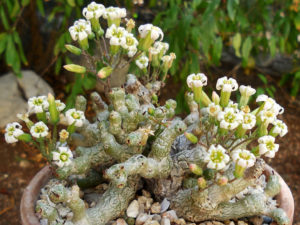 Tylecodon decipiens - World of Succulents