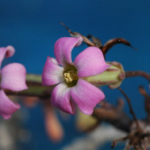 Tylecodon decipiens - World of Succulents