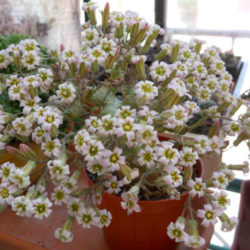 Tylecodon decipiens - World of Succulents