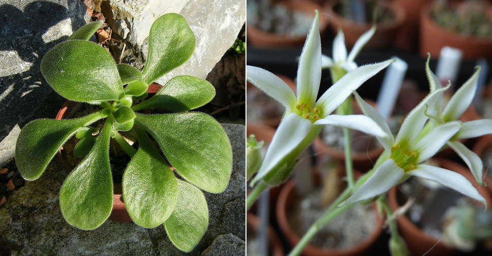 Tylecodon ellaphieae - World of Succulents