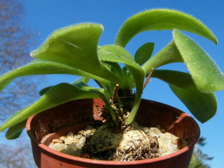 Tylecodon ellaphieae - World of Succulents