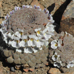 Viola pachysoma - World of Succulents