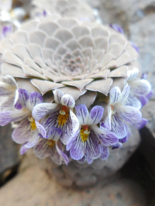 Viola pachysoma - World of Succulents