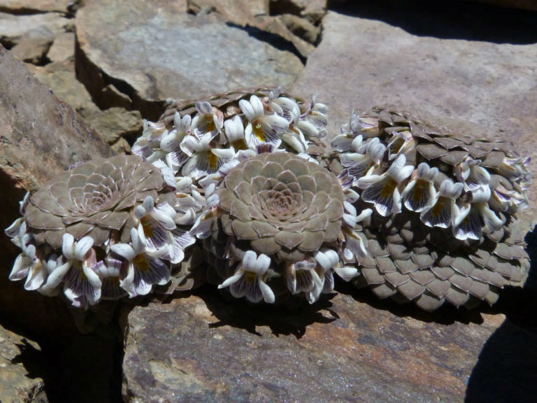Viola pachysoma - World of Succulents