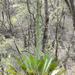 Agave inaequidens - World of Succulents