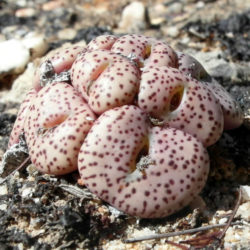 Conophytum obcordellum (Dumpling) - World of Succulents