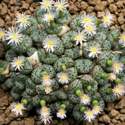 Conophytum obcordellum (Dumpling) - World of Succulents
