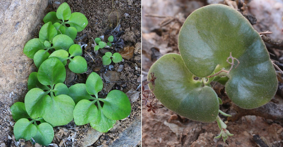 Tylecodon florentii - World of Succulents